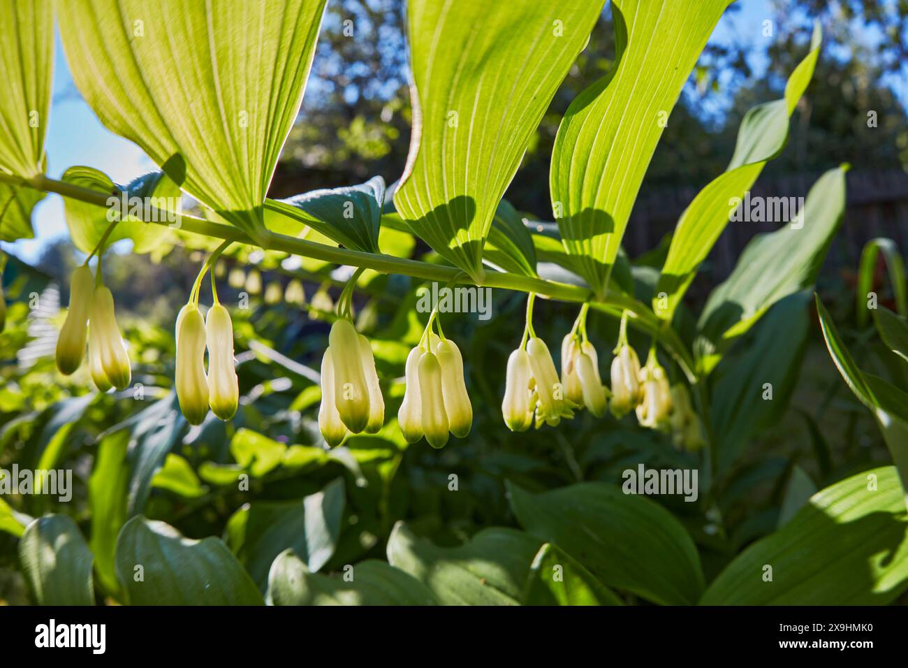 Flowering stem of a Common Solomon's seal (Polygonatum multiflorum ...
