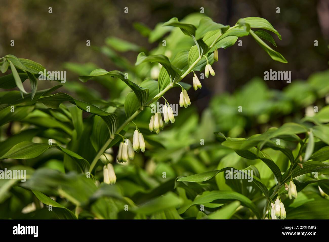 Flowering stem of a Common Solomon's seal (Polygonatum multiflorum ...