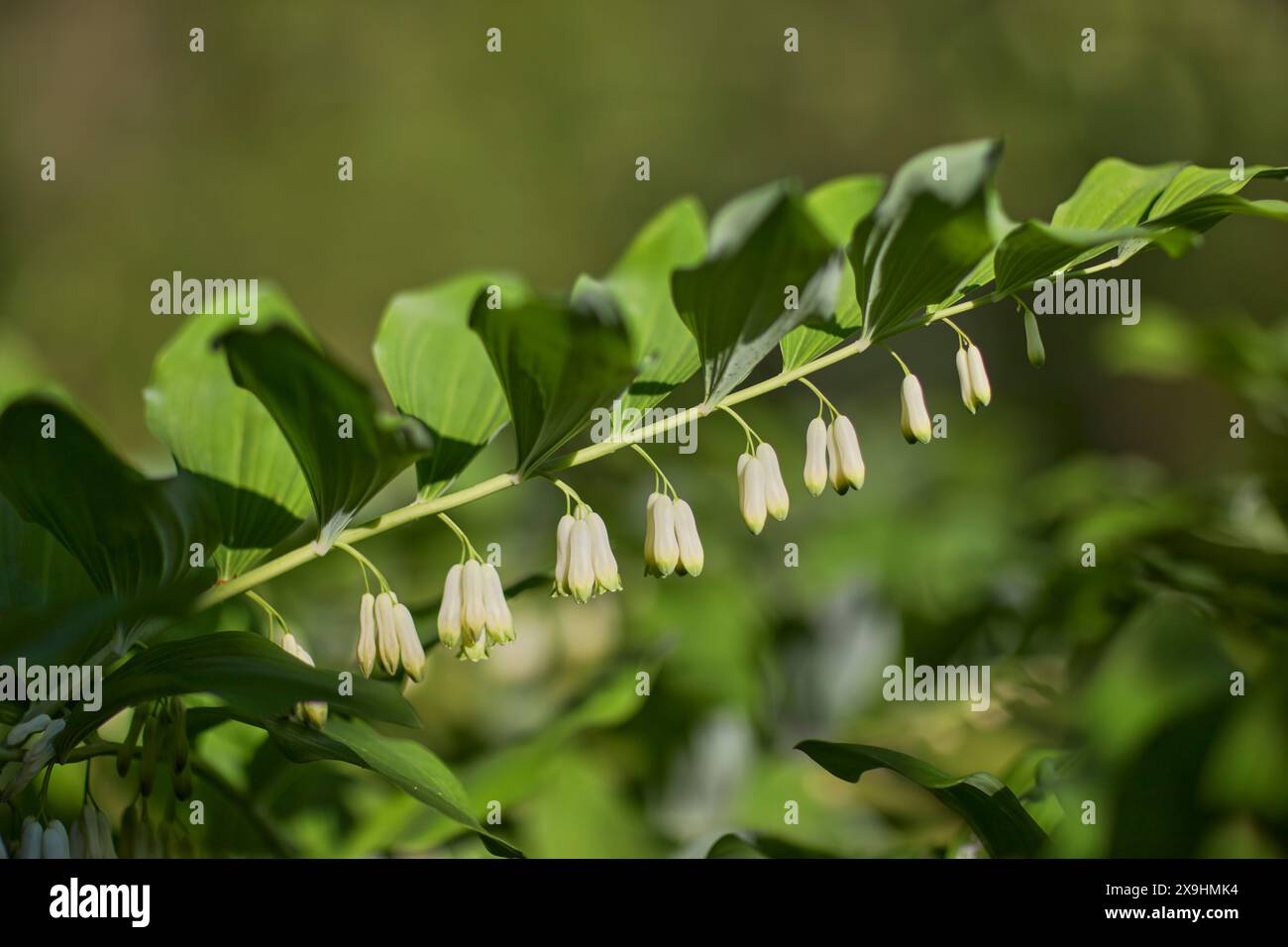 Flowering stem of a Common Solomon's seal (Polygonatum multiflorum ...