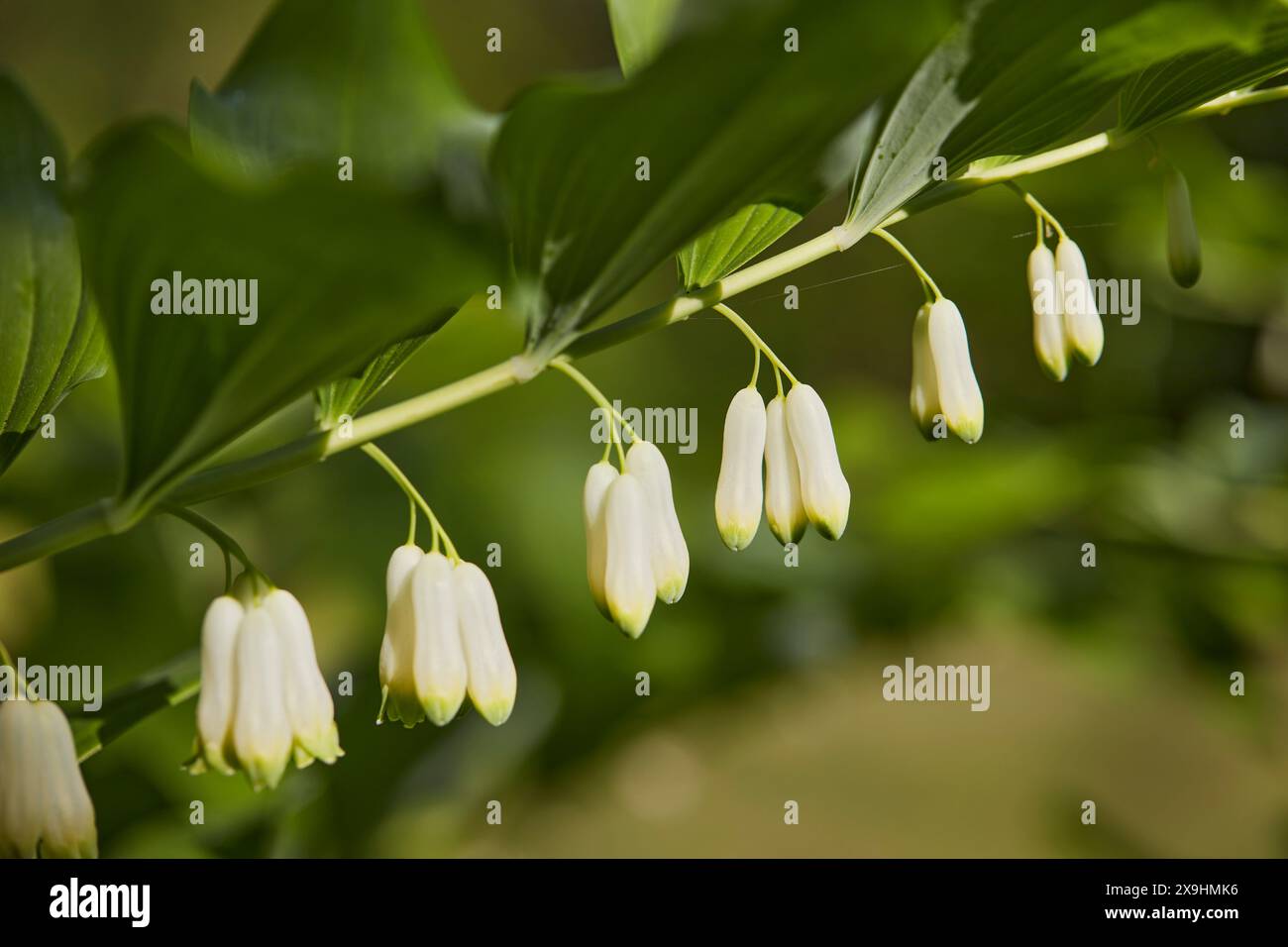 Flowering stem of a Common Solomon's seal (Polygonatum multiflorum ...