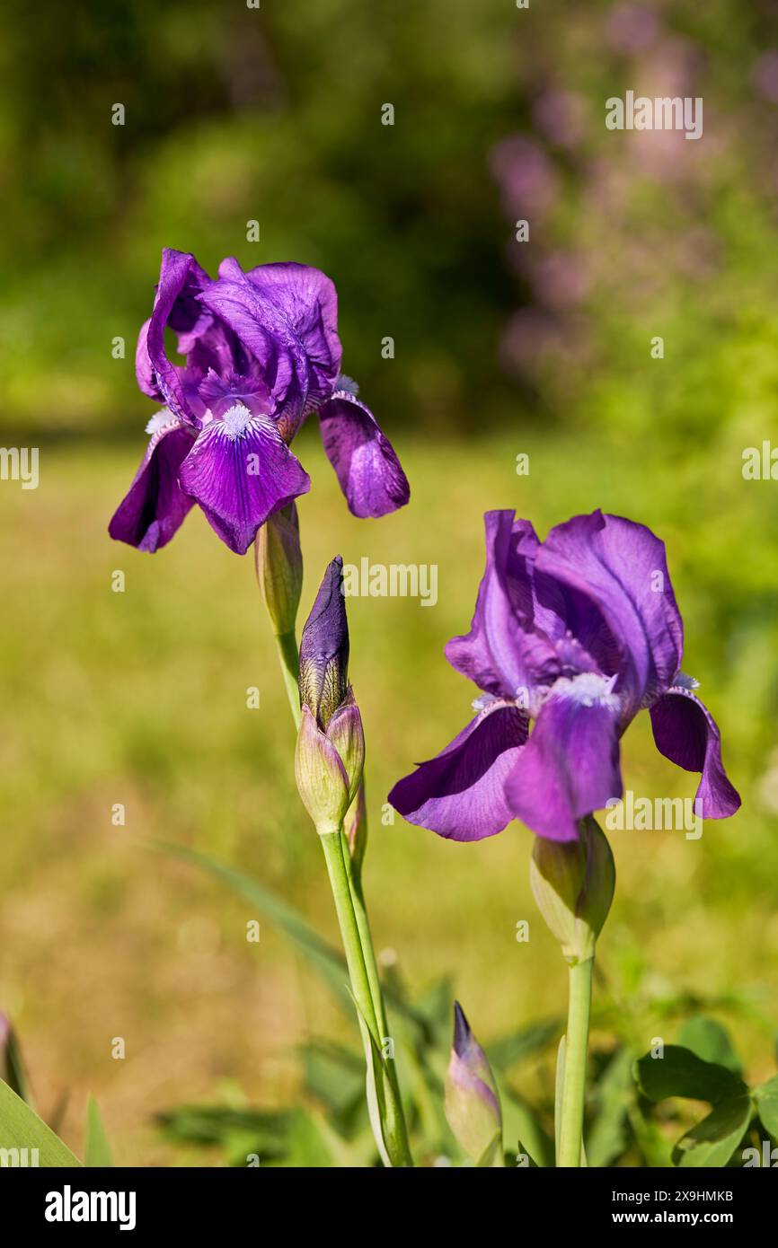 Purple blossoms of German bearded iris (Iris germanica Stock Photo - Alamy