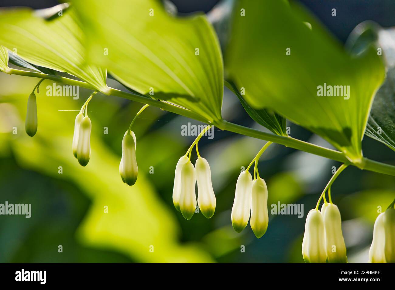 Flowering stem of a Common Solomon's seal (Polygonatum multiflorum ...