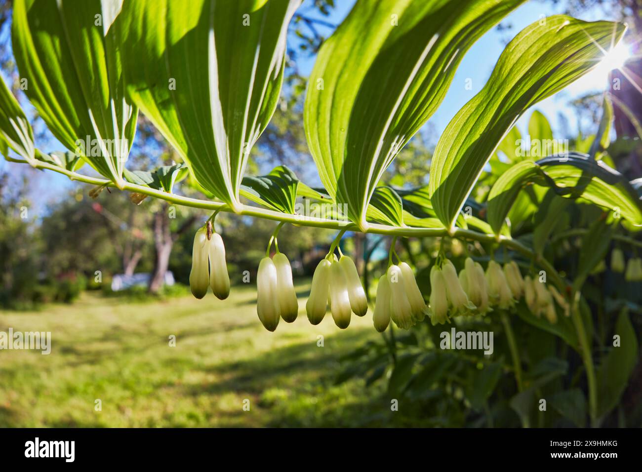 Flowering stem of a Common Solomon's seal (Polygonatum multiflorum ...