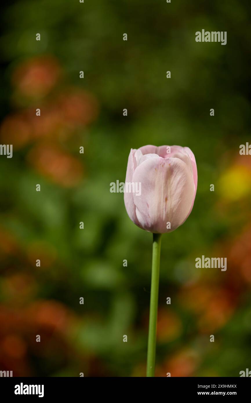Unopened tulips hi-res stock photography and images - Alamy