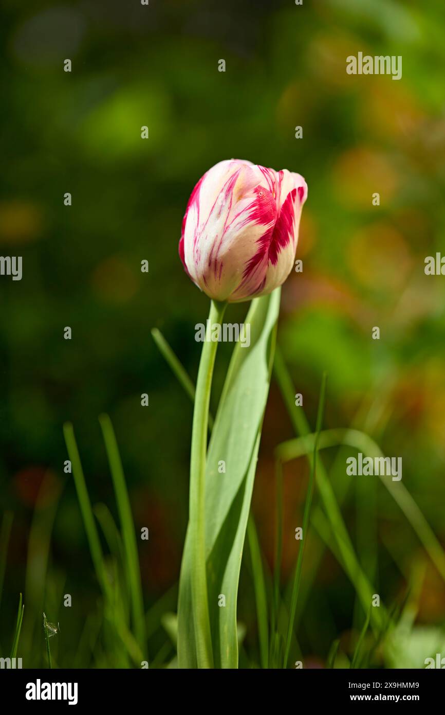 Unopened red and white striped tulip flower Stock Photo - Alamy