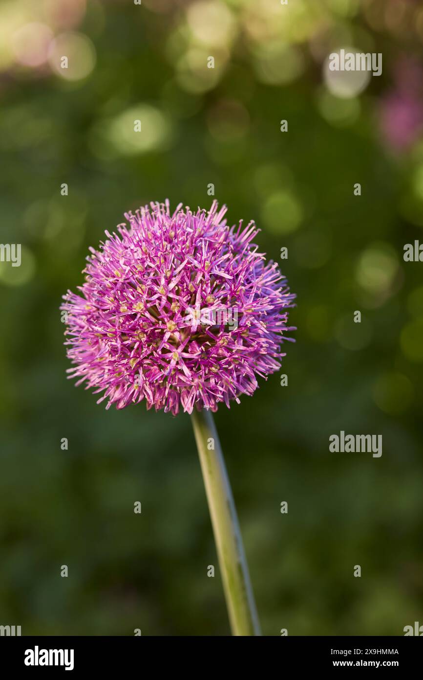 Close up view of a giant onion (Allium giganteum) flower head Stock ...