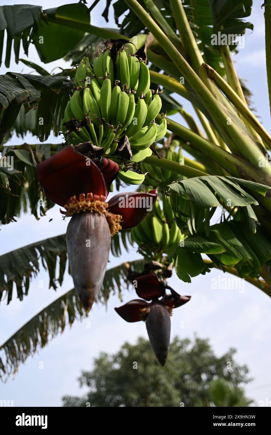 A banana tree, its broad leaves gleaming, supports a weight of green ...