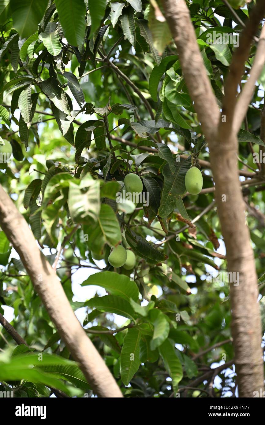 High quality image of a full-grown mango tree bathed in warm sunlight ...