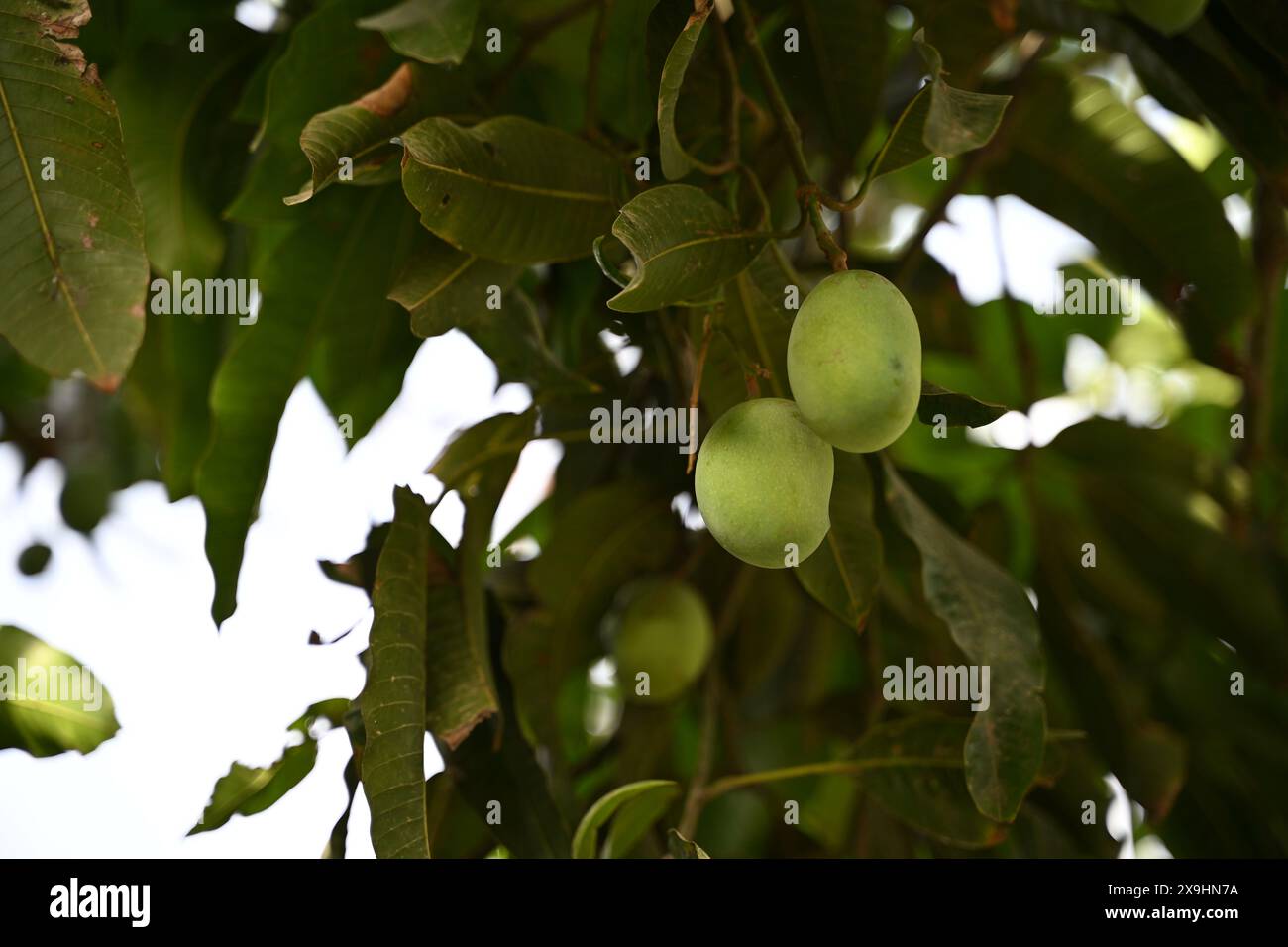 High quality image of a full-grown mango tree bathed in warm sunlight ...