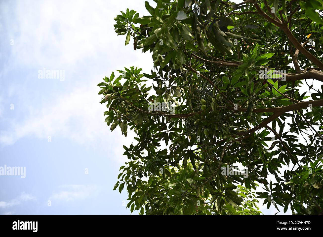 High quality image of a full-grown mango tree bathed in warm sunlight ...