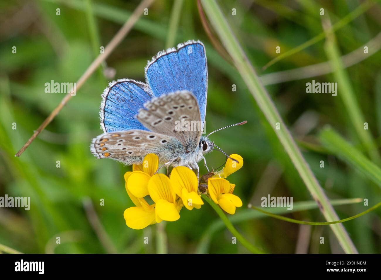 Adonis blue butterfly (Polyommatus bellargus) feeding on nectar from ...