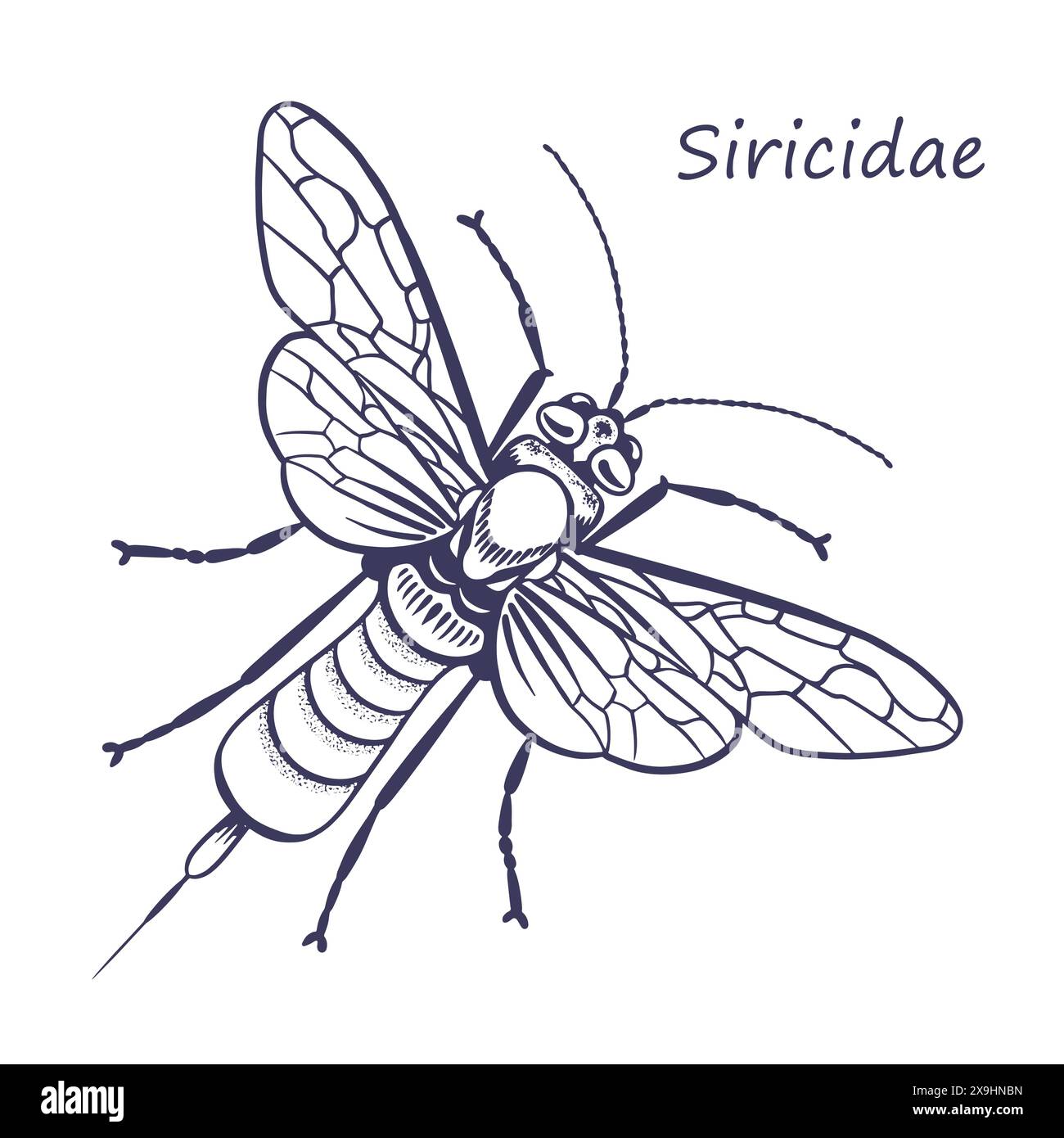 Insect sketch Siricidae latin, spruce pest. Horn tail. Hand drawn with ...