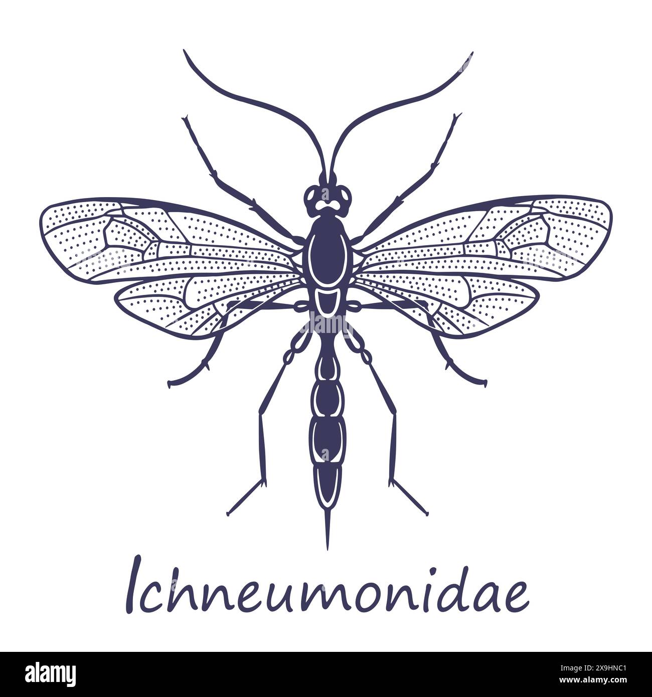 Insect sketch Ichneumonidae latin, parasite. Hand drawn with ink ...