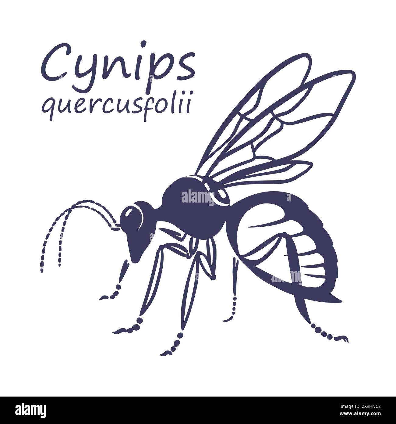 Insect sketch Cynips quercusfolii Latin. Pest of oak leaves. Gall ...