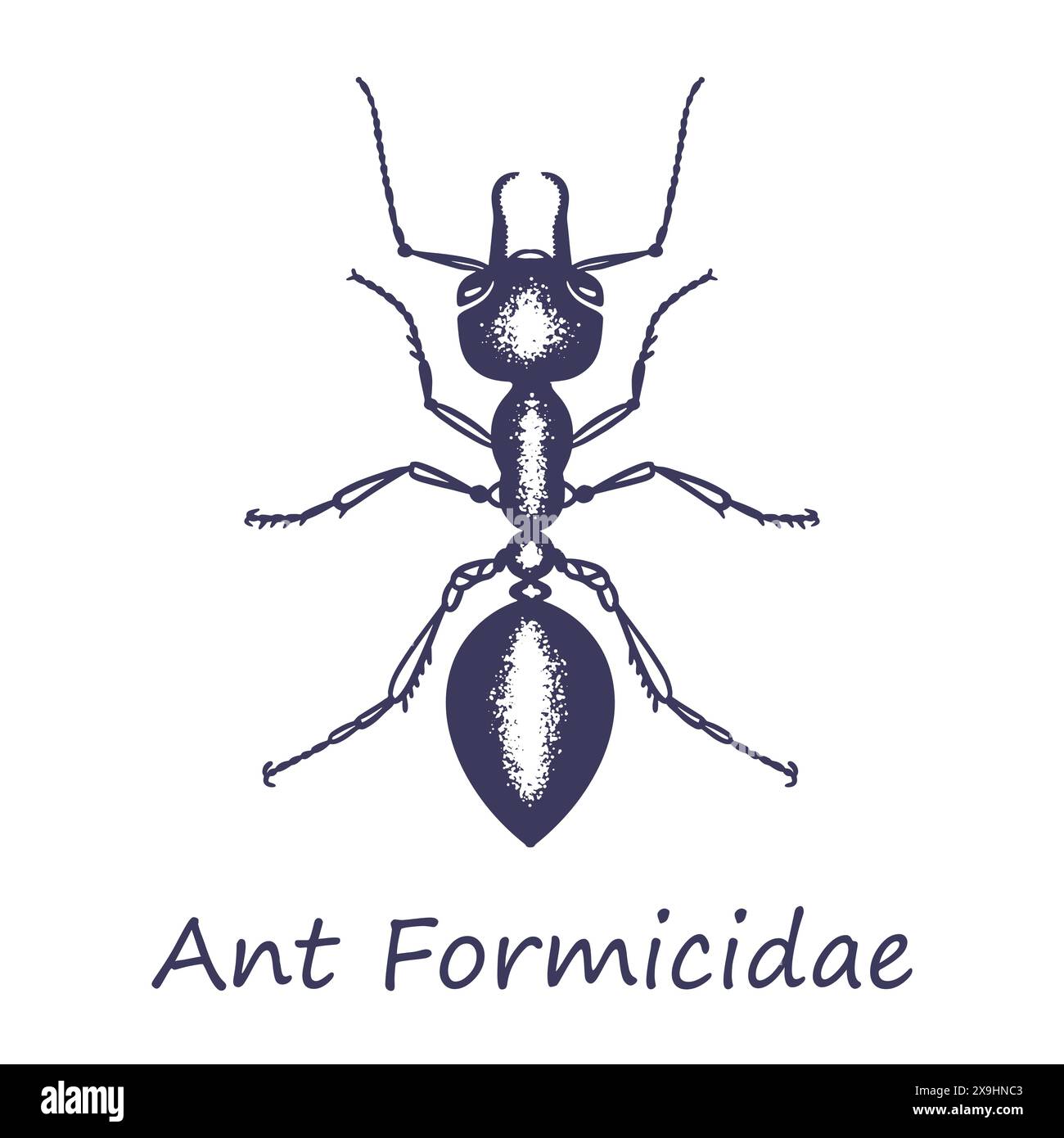 Insect sketch ant. Formicidae Latin. Hand drawn with ink. Isolated on ...