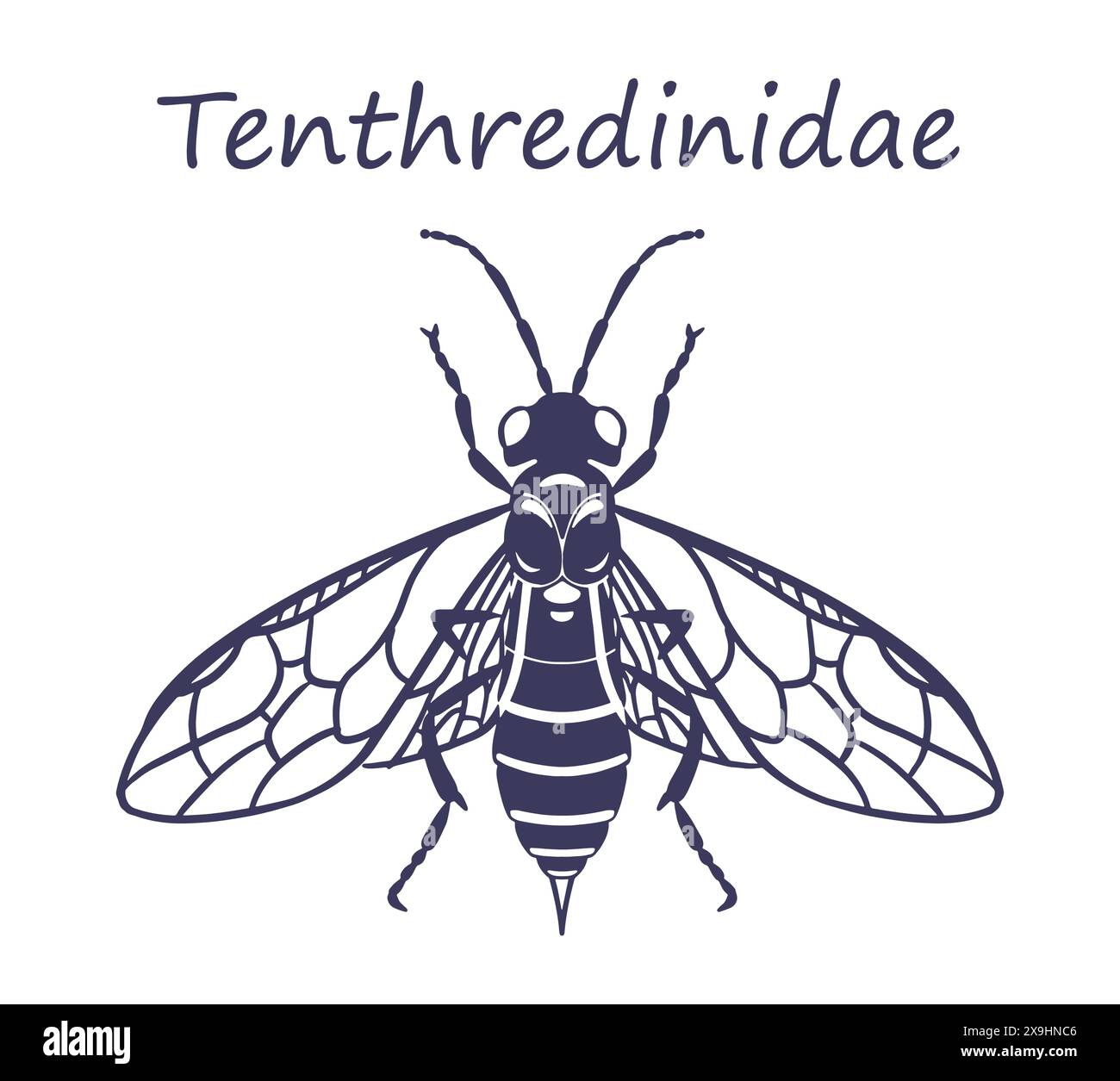 Insect sketch sawfly Tenthredinidae latin. Pest of fruit and berry and ...