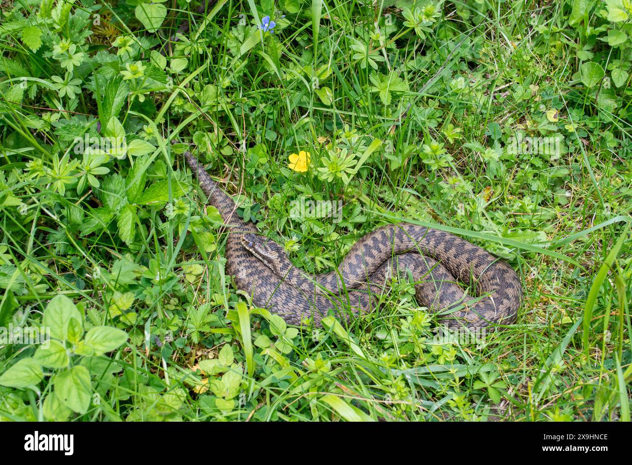 Female adder (Vipera berus) basking on grassland and chalk flora in ...