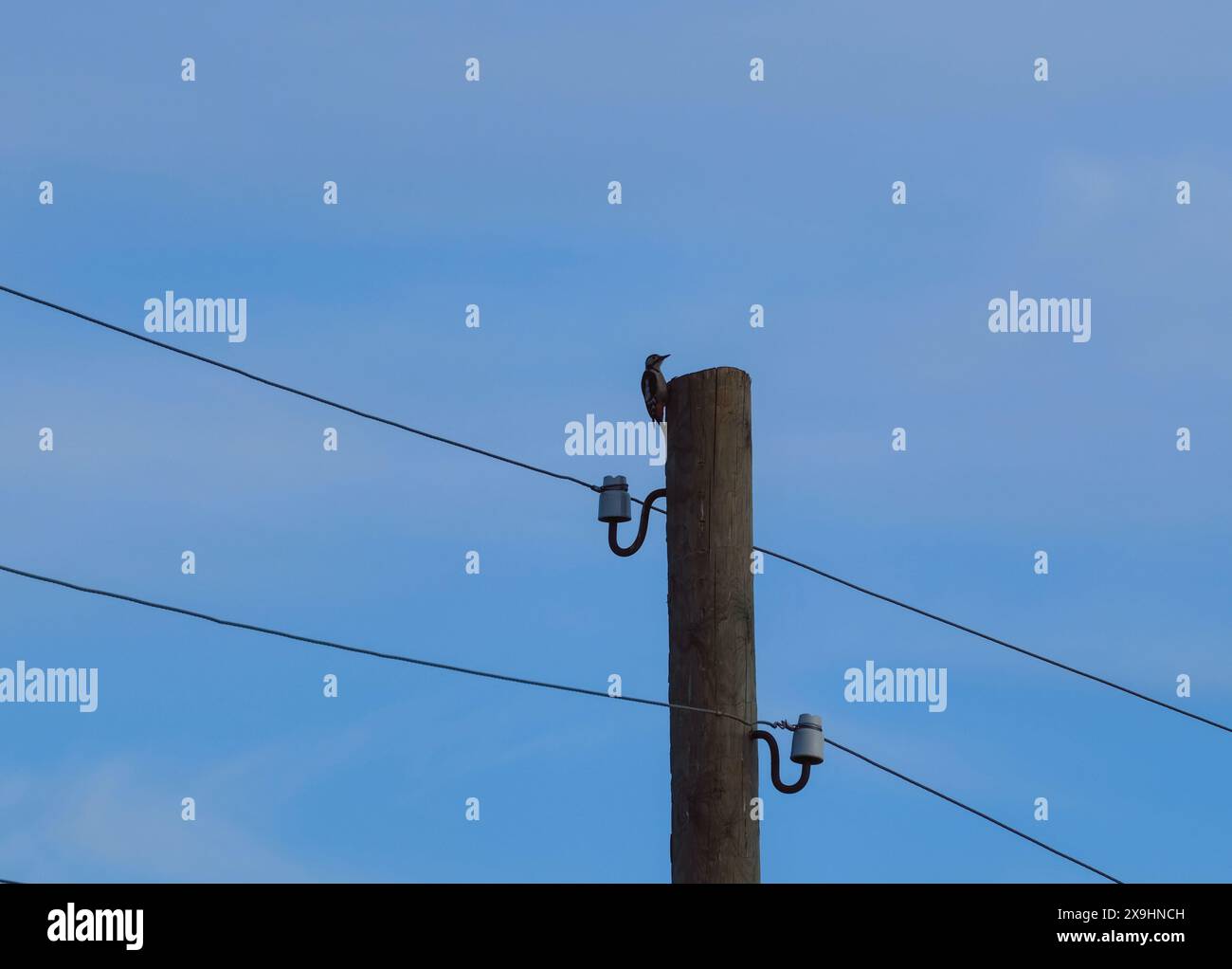 Woodpecker on a pole hi-res stock photography and images - Alamy