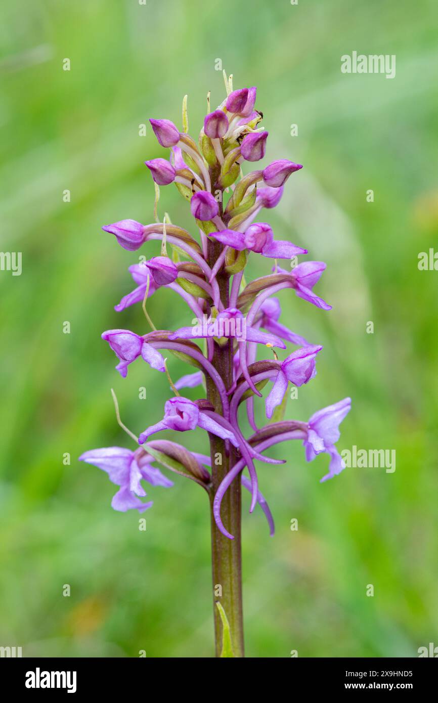 Fragrant orchid (Gymnadenia conopsea) flowering on chalk grassland ...