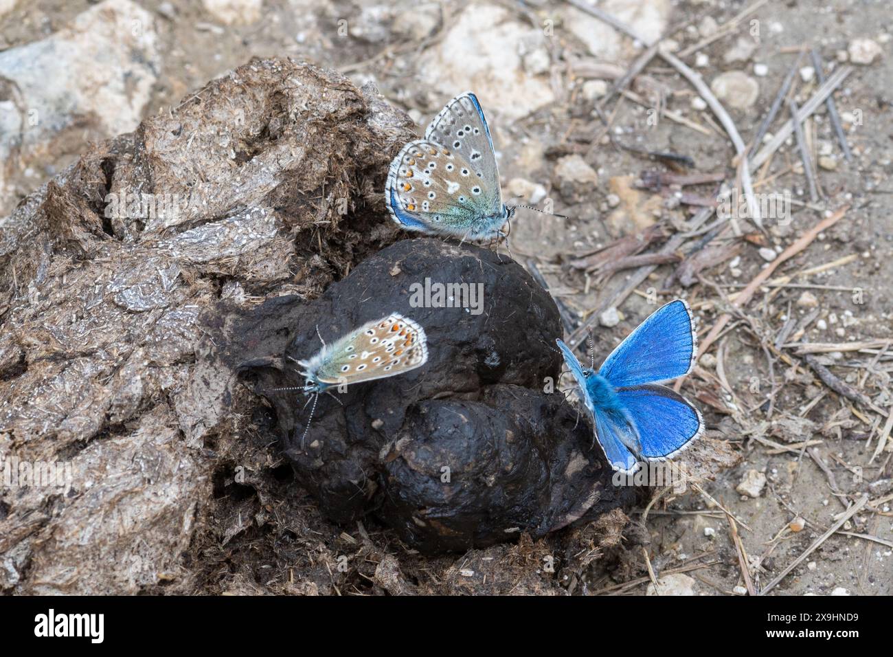 Adonis blue butterflies (Polyommatus bellargus) and common blue ...