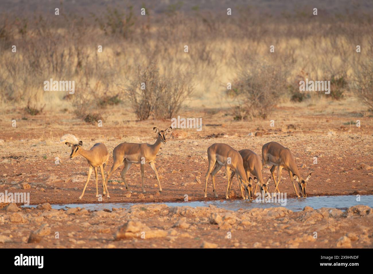 Female of Springboks, Antidorcas marsupialis, Bovidae, Etosha National ...