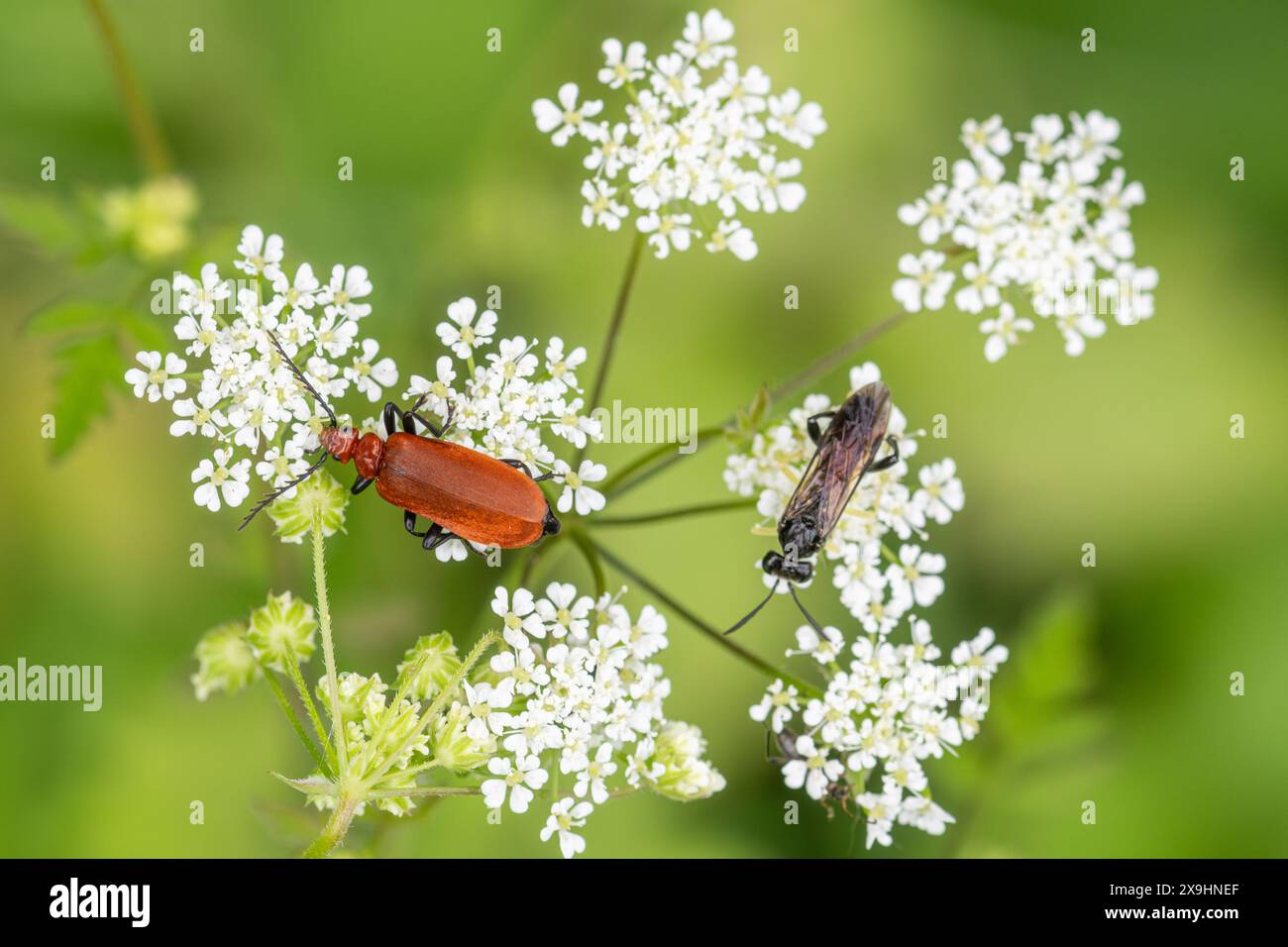 Variety of insects feeding on cow parsley (Anthriscus sylvestris ...