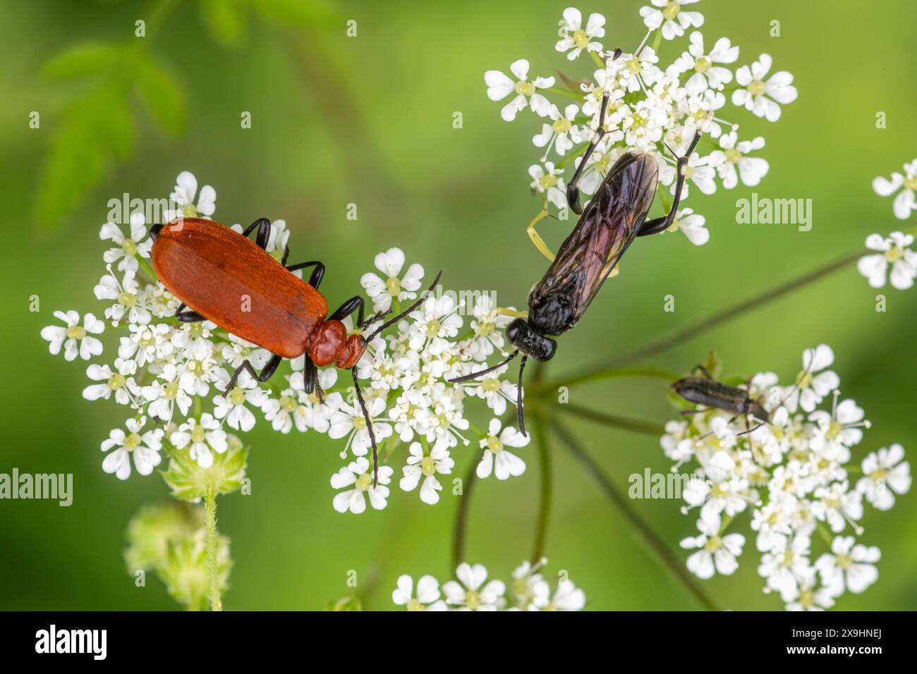 Variety of insects feeding on cow parsley (Anthriscus sylvestris ...