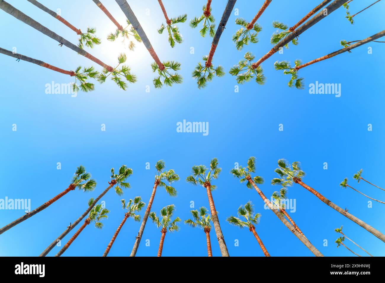 Wide angle bottom view of a group of tall palm trees stretching upwards ...