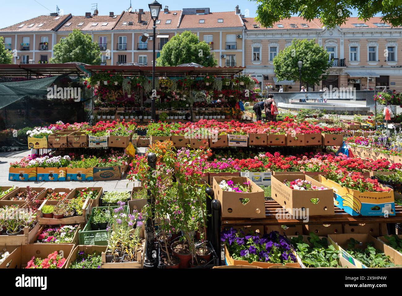 Bright and vibrant display of flowers on sale at Zemun market in ...