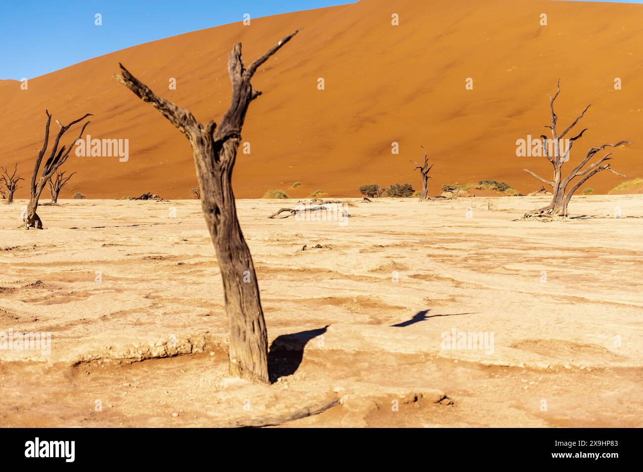 Landscape shot of the iconic dead trees of the Namibian deadvlei area ...