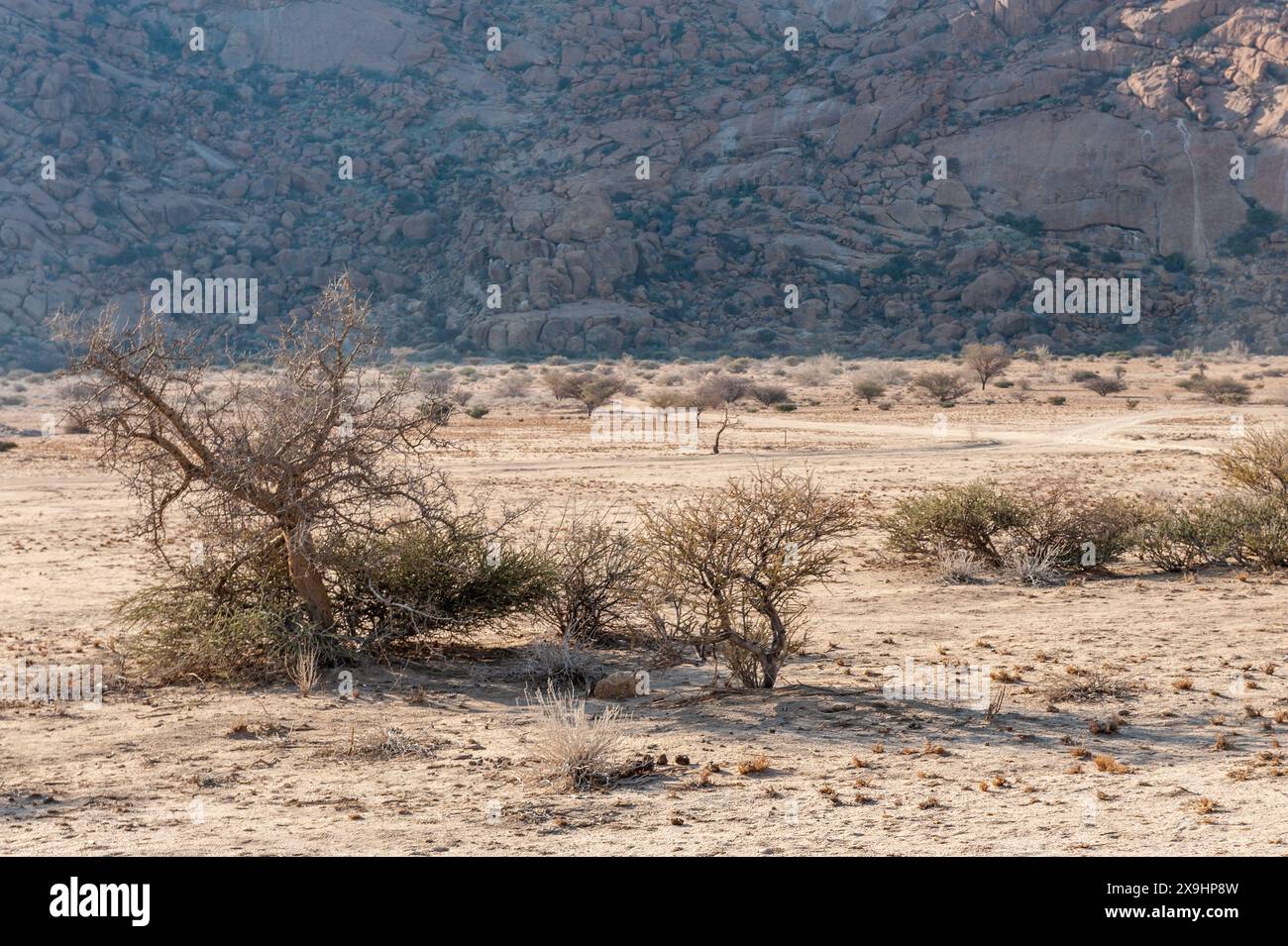 Impression of the namibian desert around spitzkoppe and its vegetation ...