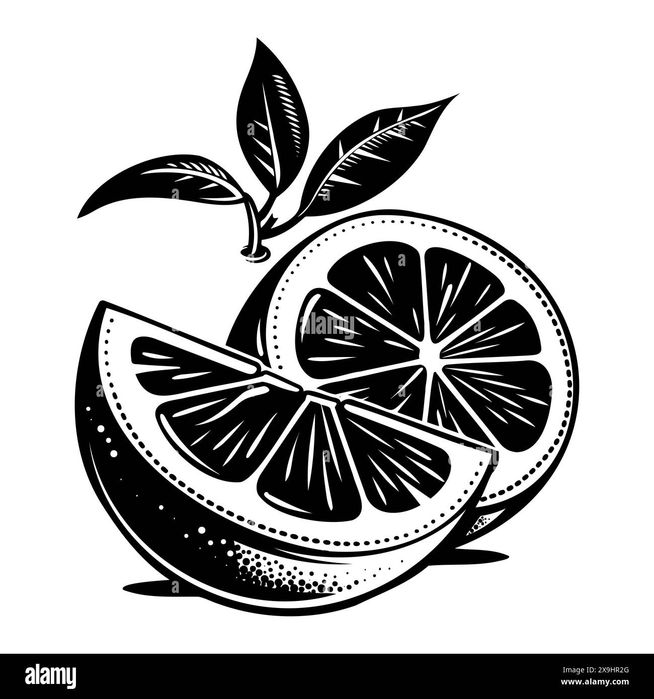 The drawing depicts a black and white sliced orange with leaves Stock ...