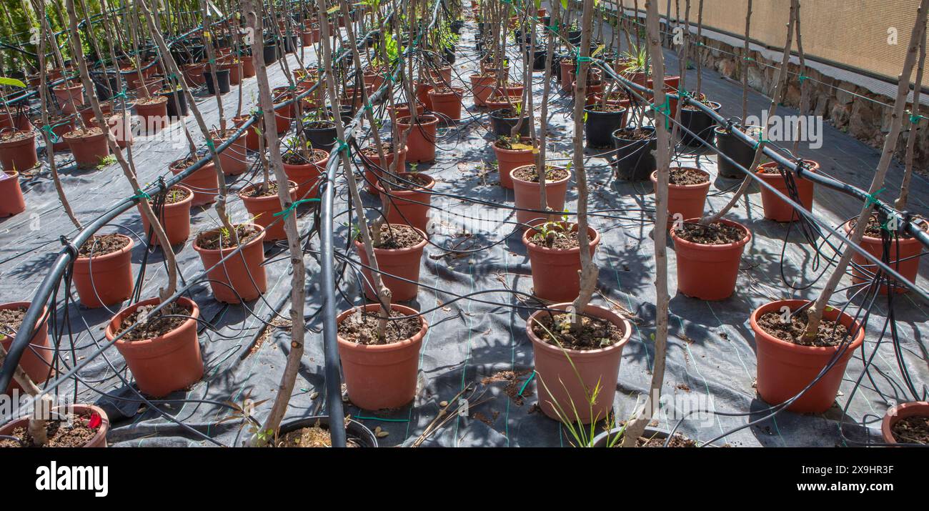Lane for the reproduction of plants in a nursery. Young trees rows ...