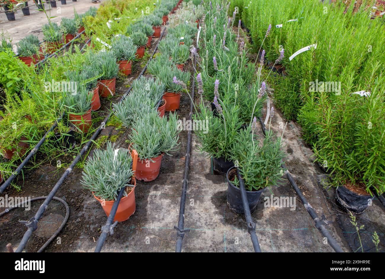 Lane for the reproduction of plants in a nursery. Young trees rows ...