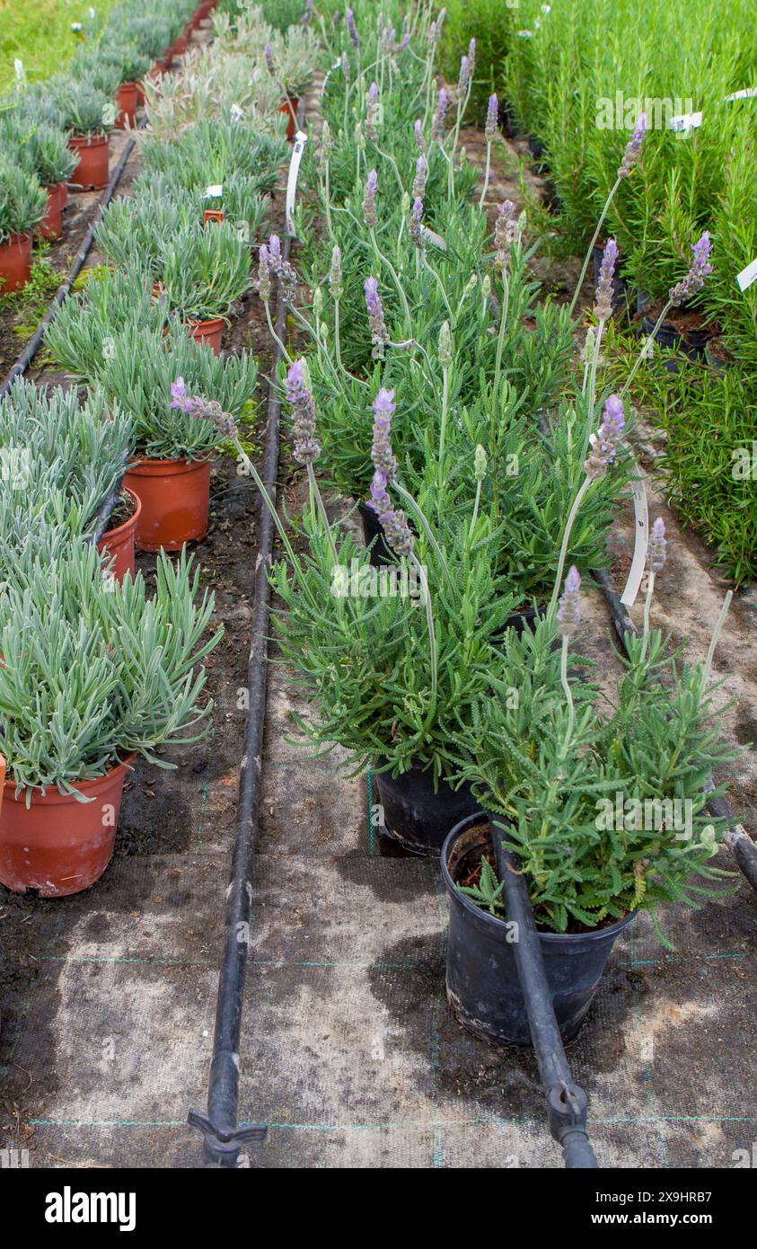 Lane for the reproduction of plants in a nursery. Young trees rows ...