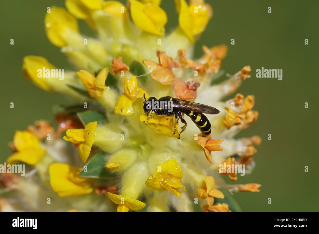 Scrabroninae hi-res stock photography and images - Alamy