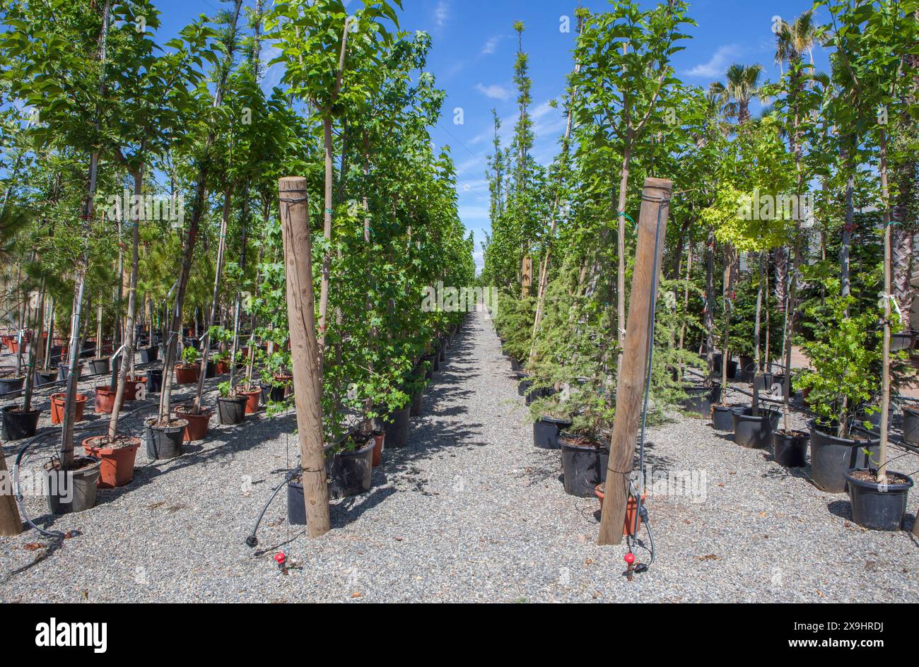 Lane for the reproduction of plants in a nursery. Young trees rows ...
