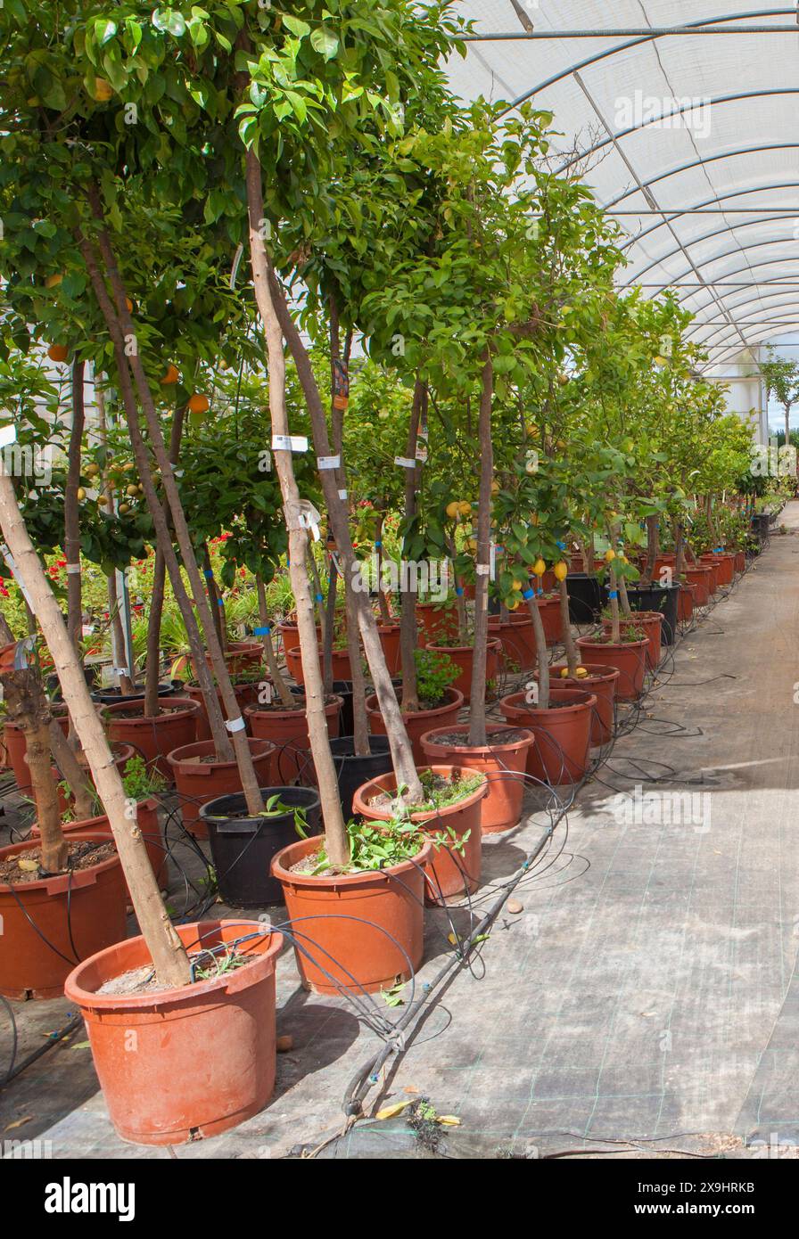 Lane for the reproduction of plants in a nursery. Citrus greenhouse ...