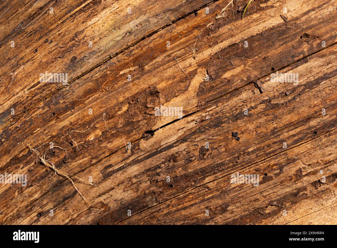 Tree bark as a brown textured background horizontal with diagonal ...
