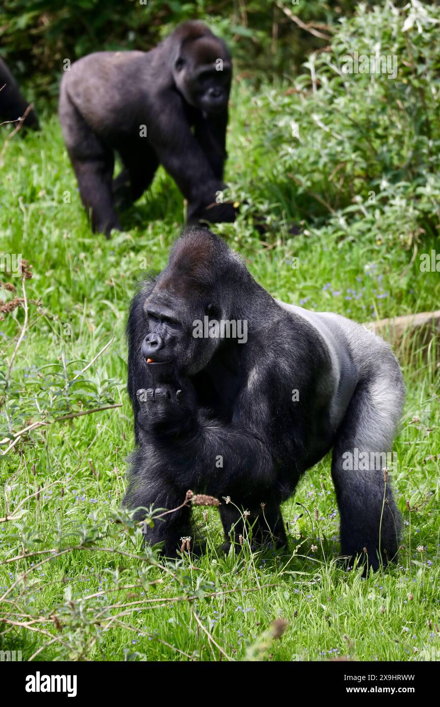 Western lowland silverback gorilla Stock Photo - Alamy