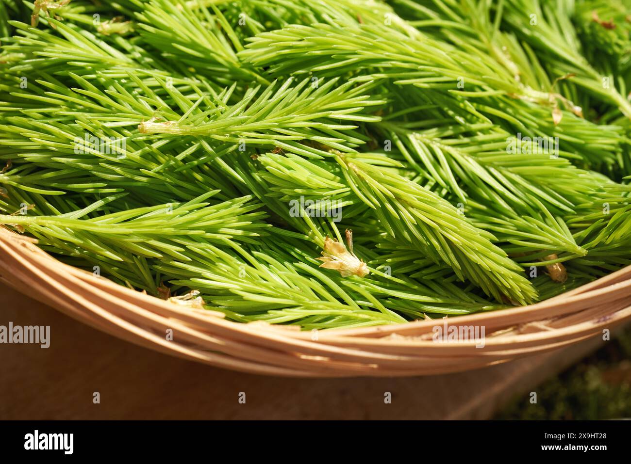 Young spruce tree tips harvested in spring in a wicker basket ...
