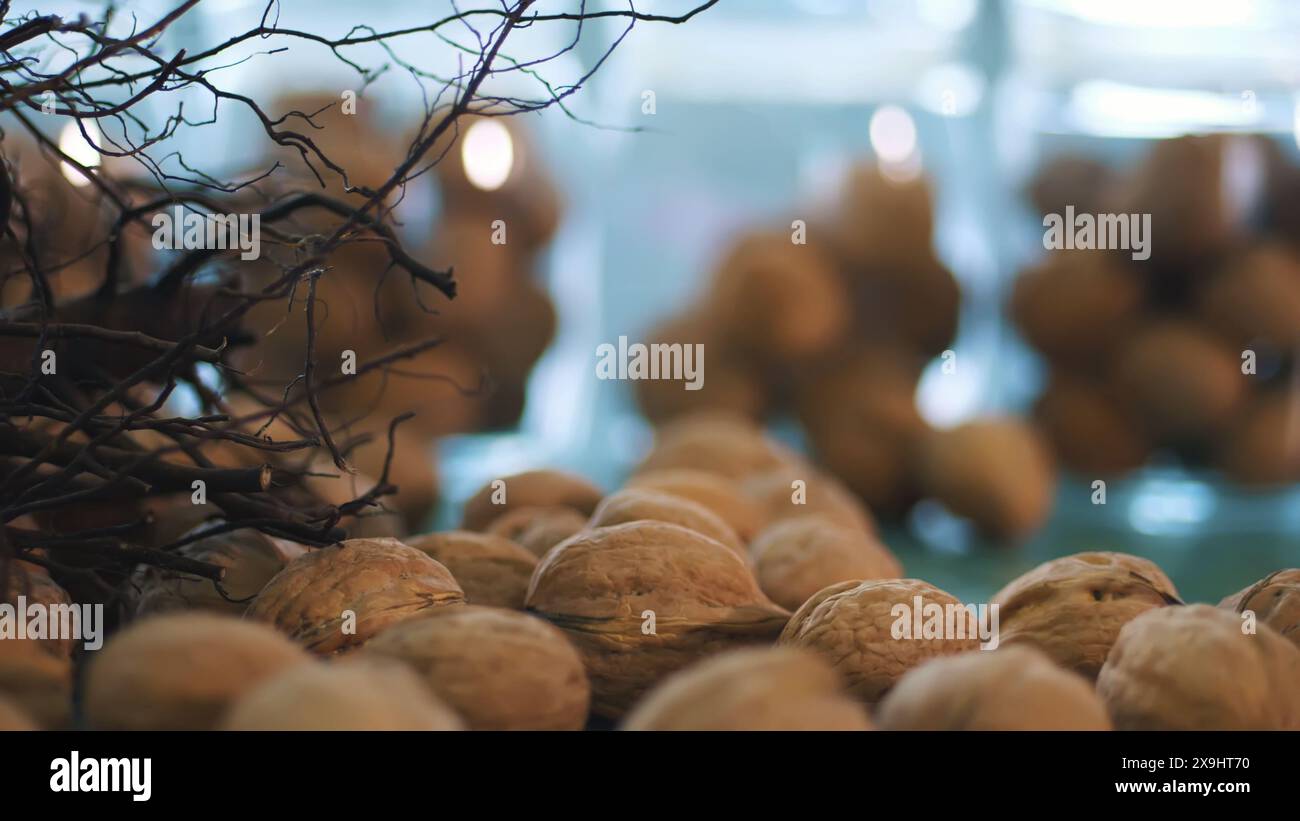 close-up, walnut stock, walnut seedlings with root system. stored in ...