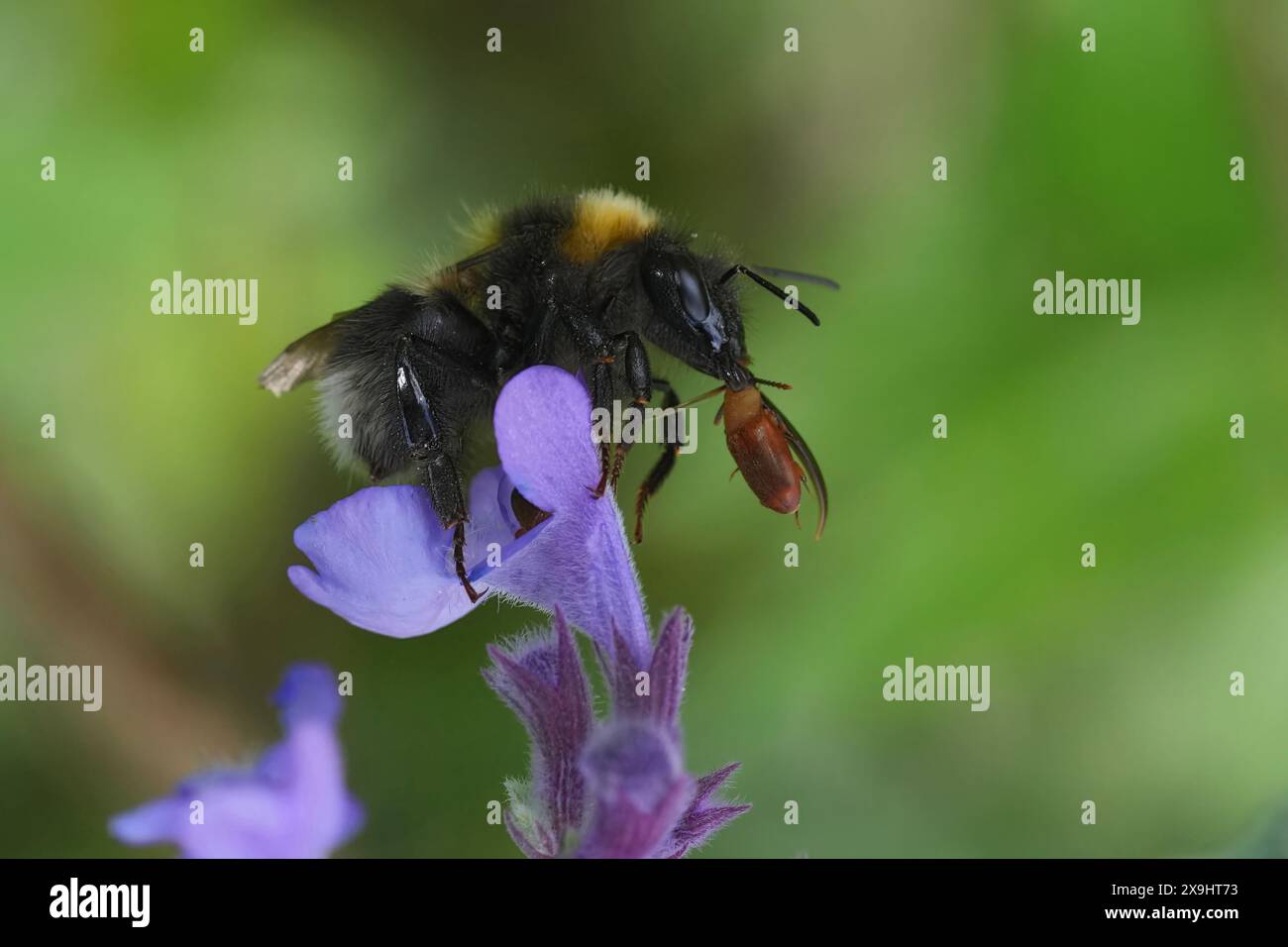 Natural closeup on a worker Garden Bumblebee, Bombus hortorum wwith a ...