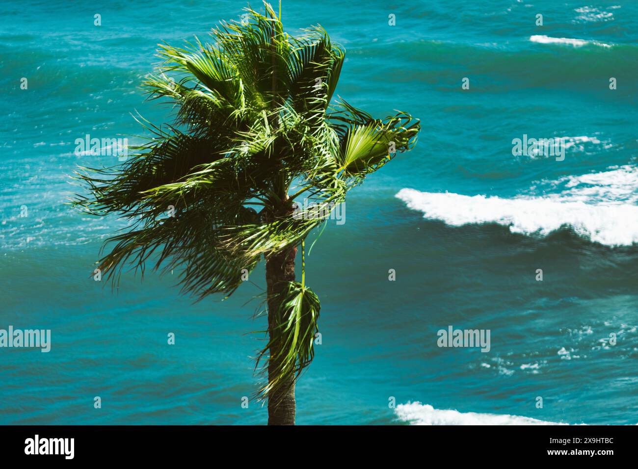 Maple tree with green leaves and swaying long branches in pushing air ...