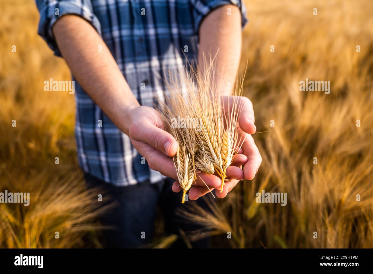 Crops in hands business hi-res stock photography and images - Alamy