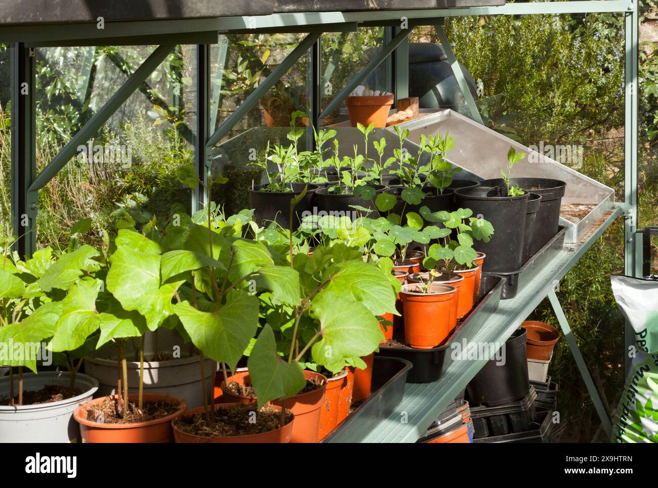 Greenhouse temperatures hi-res stock photography and images - Alamy