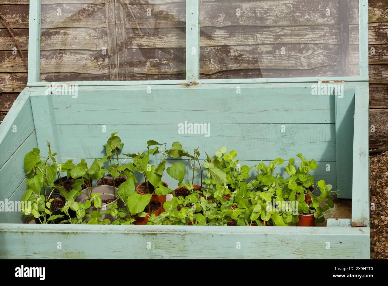 Young tender plants in hi-res stock photography and images - Alamy