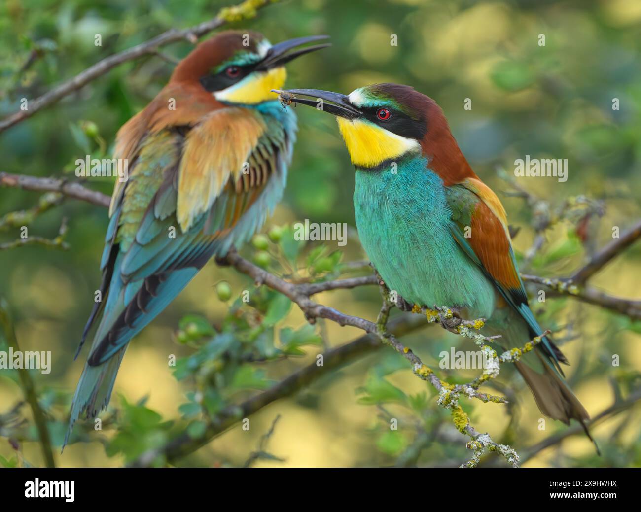 01 June 2024, Brandenburg, Seelow: Two bee-eaters (Merops apiaster ...