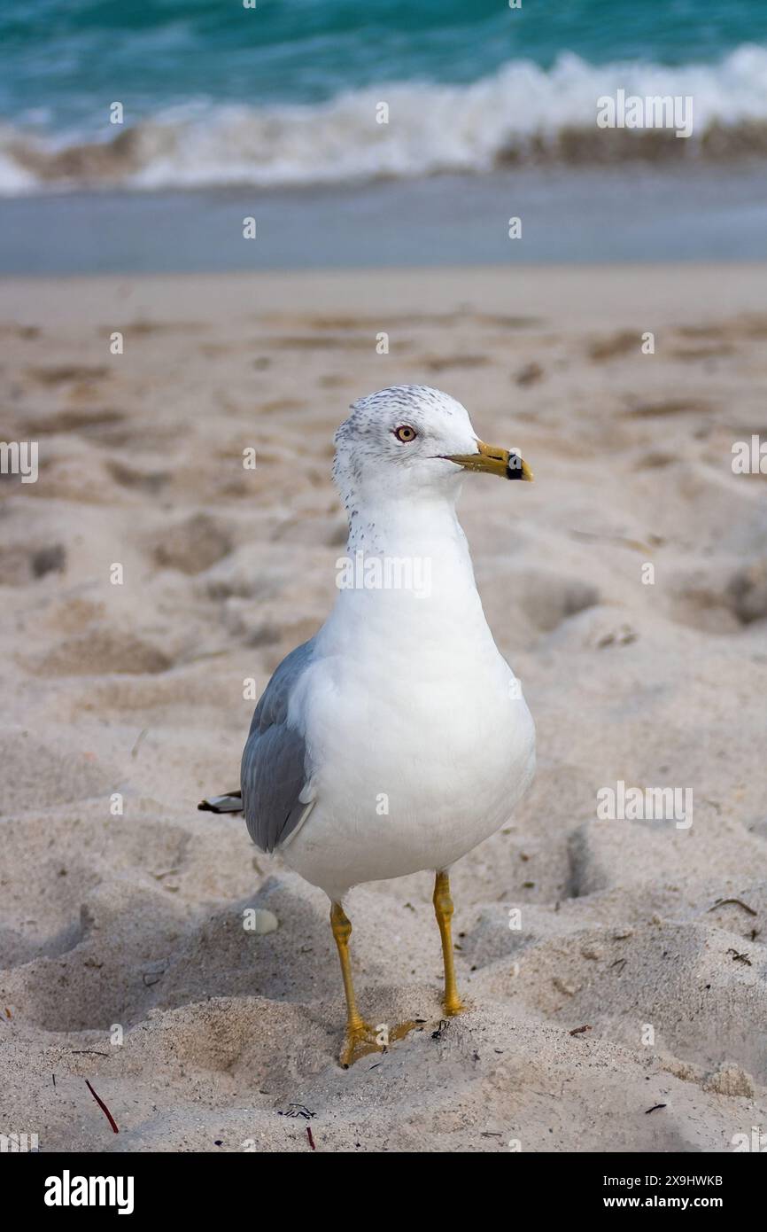 Summer afternoon in Miami, a seagull walking on the sand, more out of ...