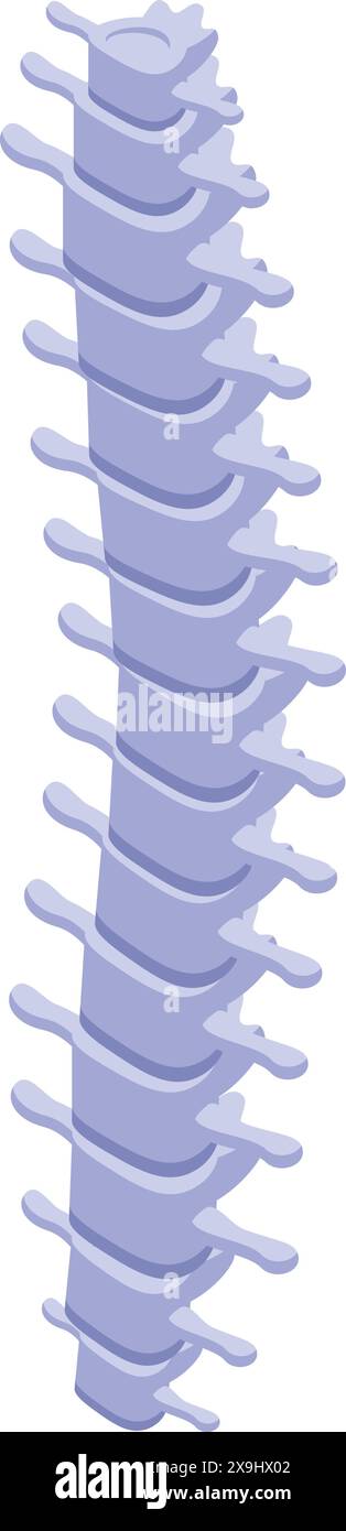 Detailed vector illustration of a human vertebral column isolated on ...